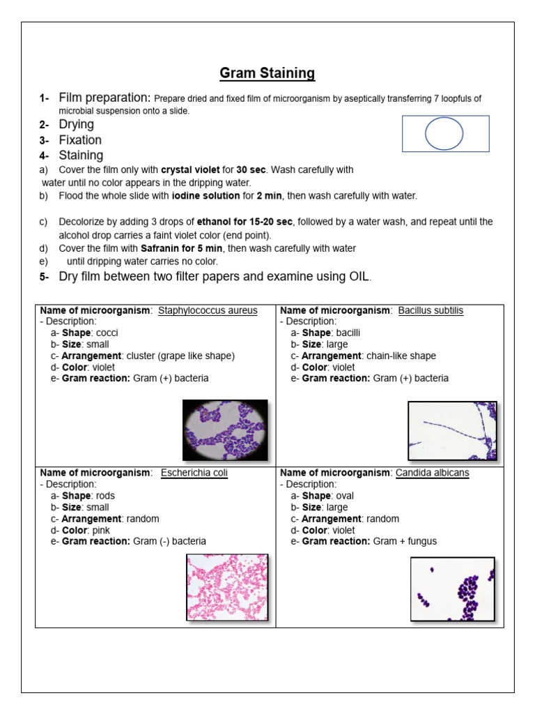 Gram Staining: Film Preparation: Drying Fixation Staining | PDF