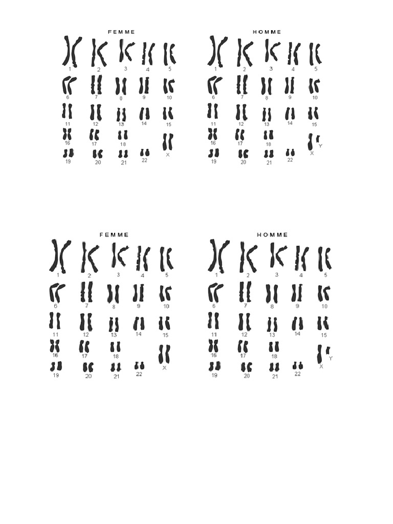 caryotype humain | PDF
