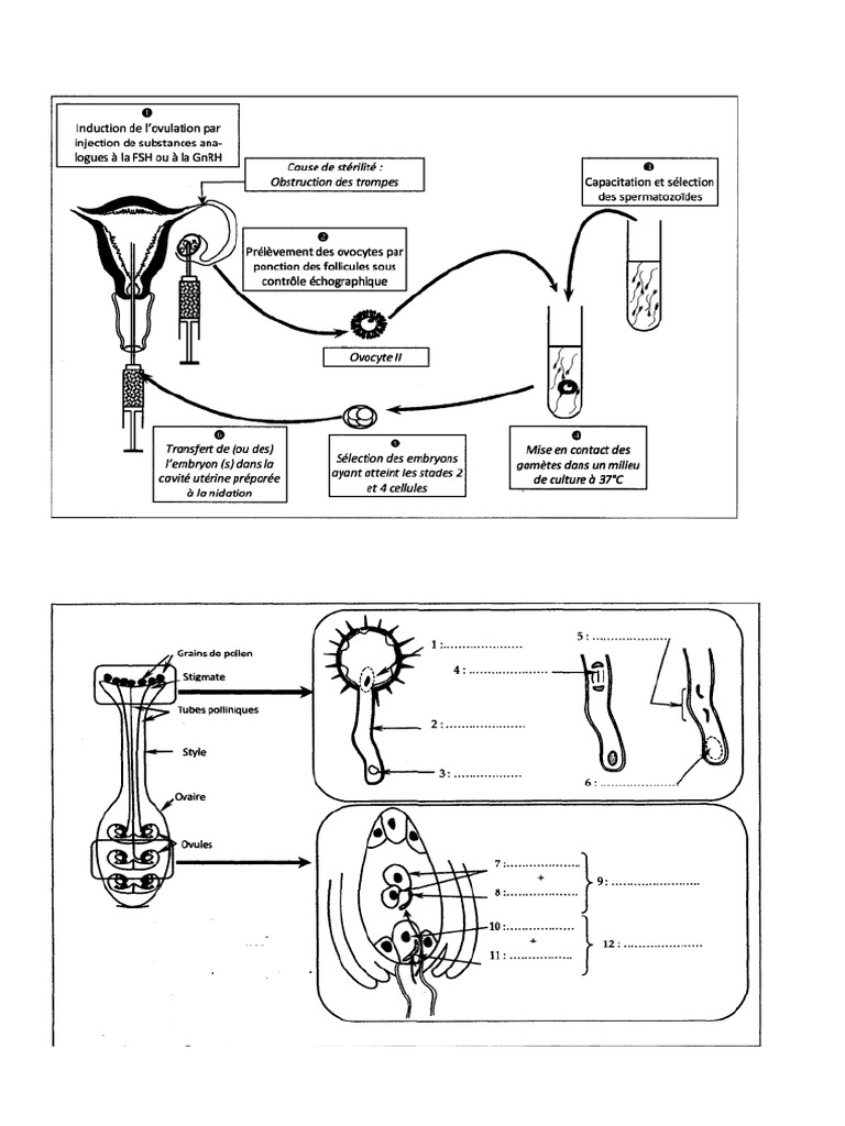 Polycope Plante | PDF