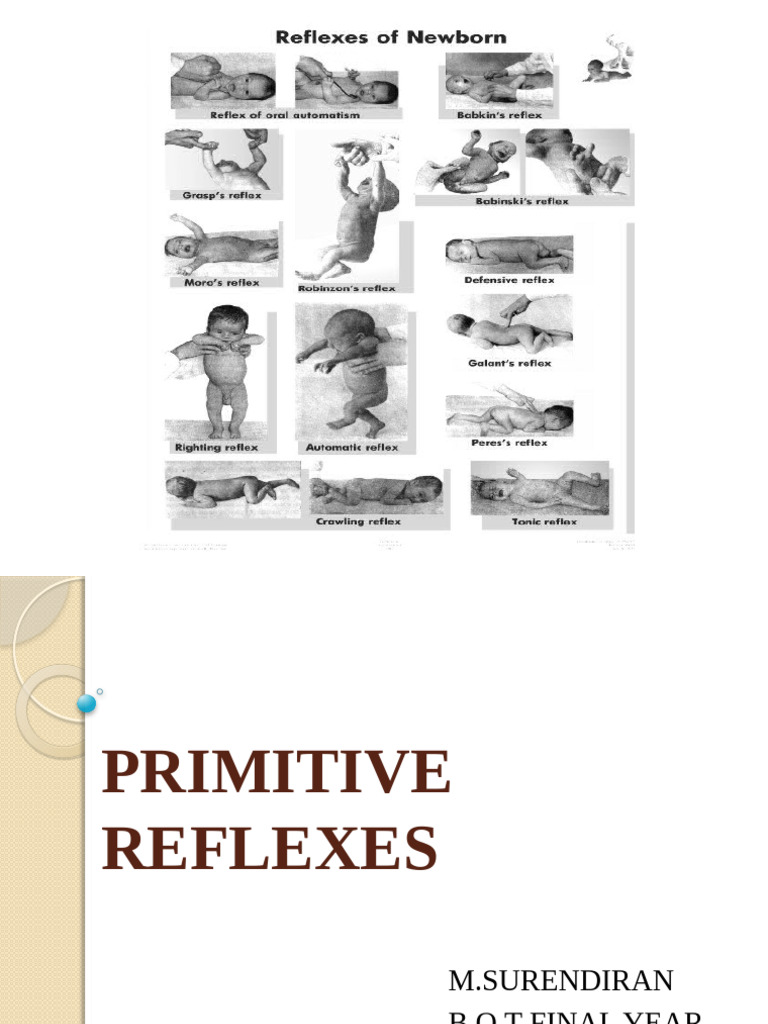 Primitive Reflexes 1 | PDF | Anatomical Terms Of Motion | Foot