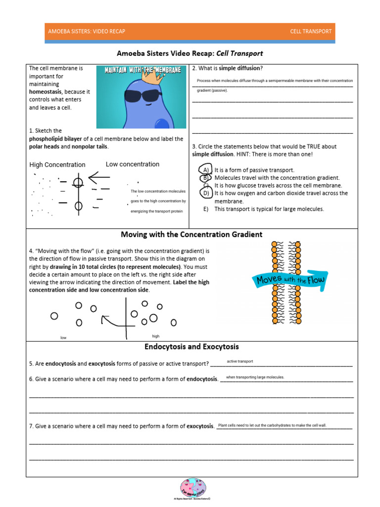 Amoeba Sisters Video Recap | PDF | Cell Membrane | Cell (Biology)