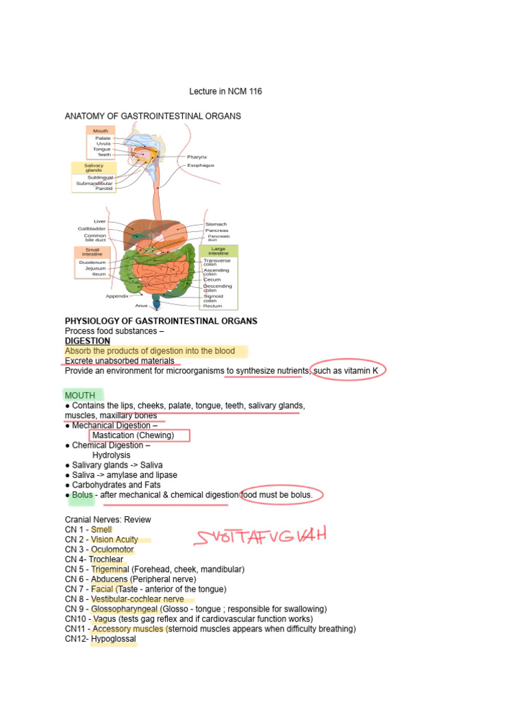 ANATOMY-OF-GASTROINTESTINAL-ORGANS | PDF | Stomach | Digestion
