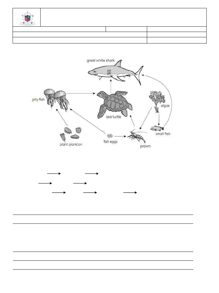 Unit 4 Practice Work Sheets | PDF | Foods | Food Web