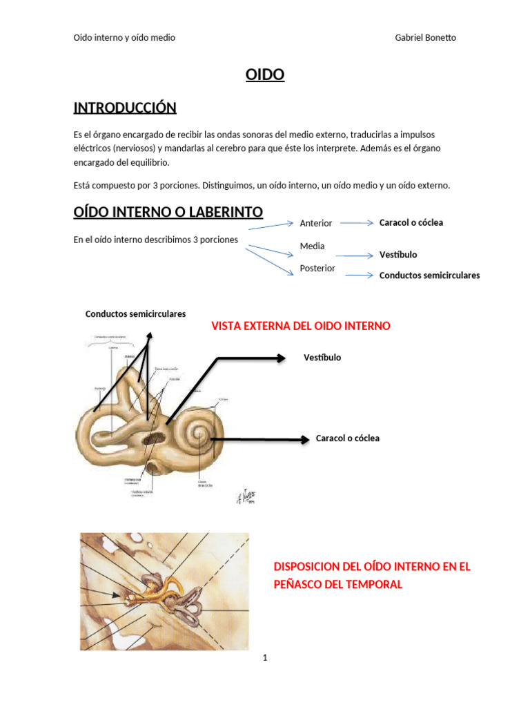 Estructura del oído interno y medio | PDF | Oído | Escuchando