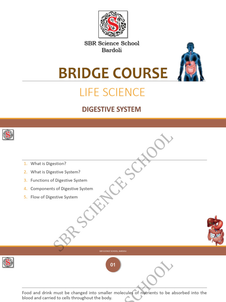 Understanding the Digestive System | PDF | Gastrointestinal Tract ...
