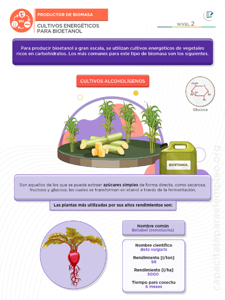 Cultivos para Bioetanol | PDF