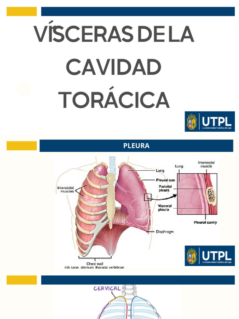 Vísceras de La Cavidad Torácica | PDF