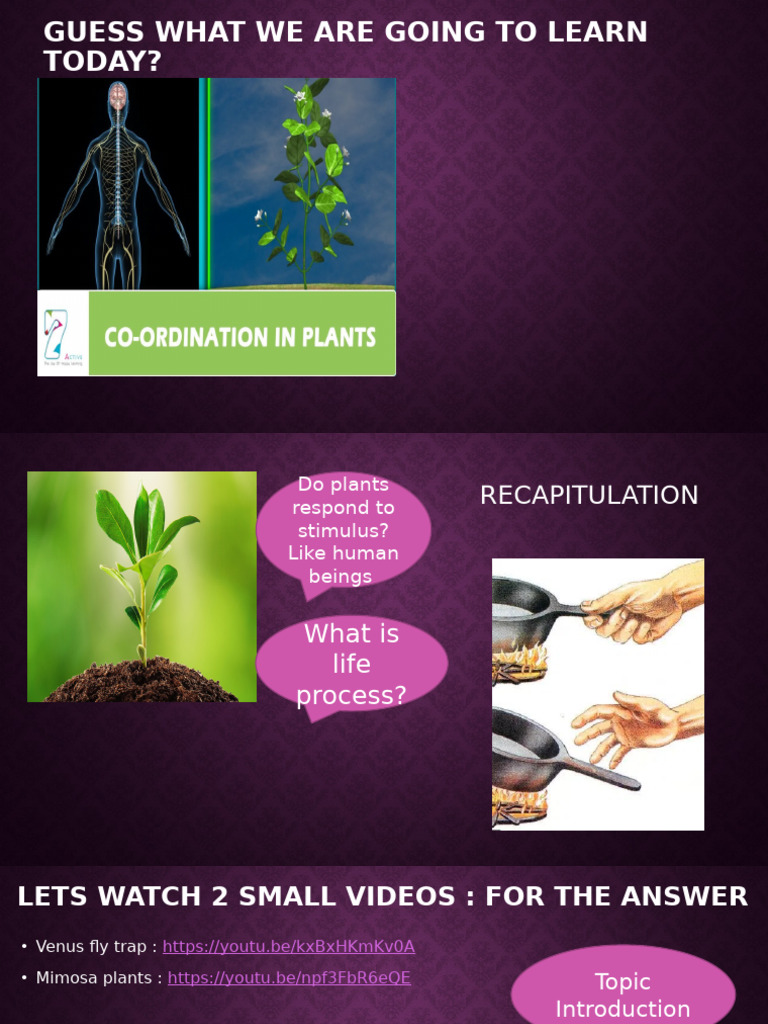 Chemical Coordination in Plants-1 | PDF