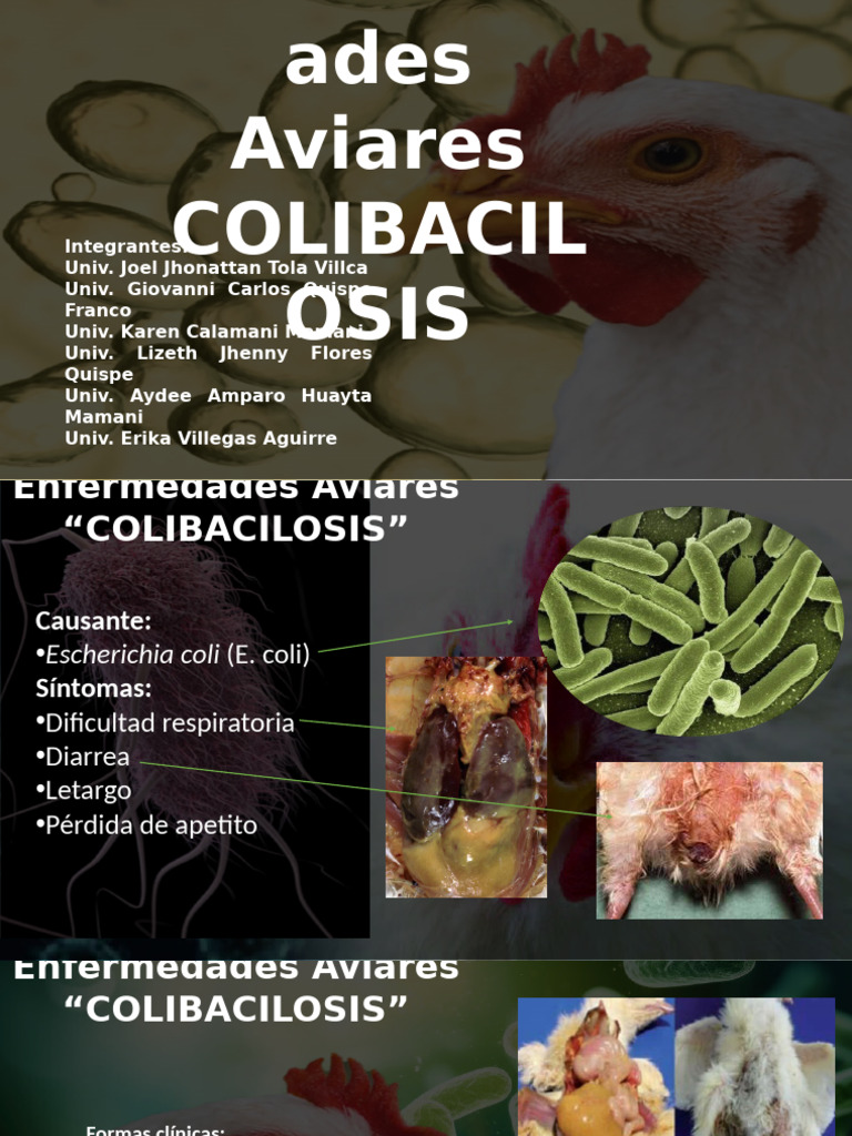 Aves Enferemdades Colibacilosis | PDF | Enfermedades y trastornos ...
