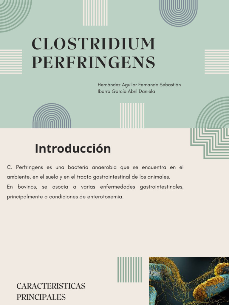 Clostridium Perfringens 250506 121257 | PDF | Diarrea | Tracto ...