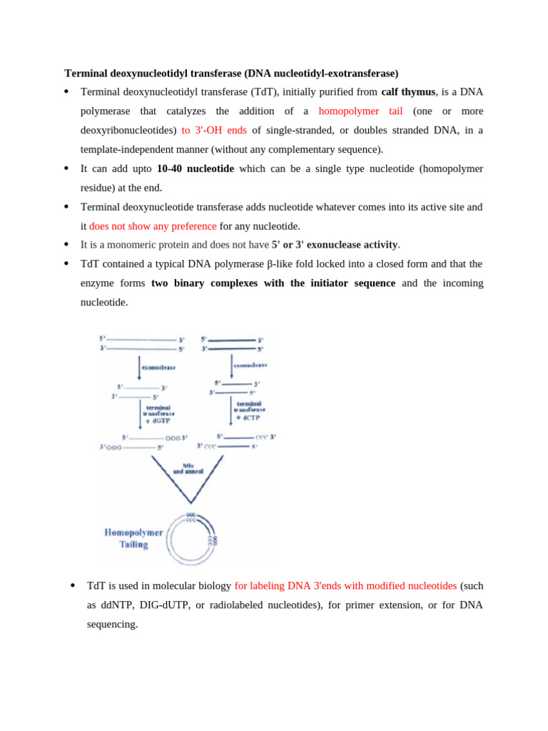 Terminal Deoxynucleotidyl Transferase Overview | PDF | Nucleotides ...