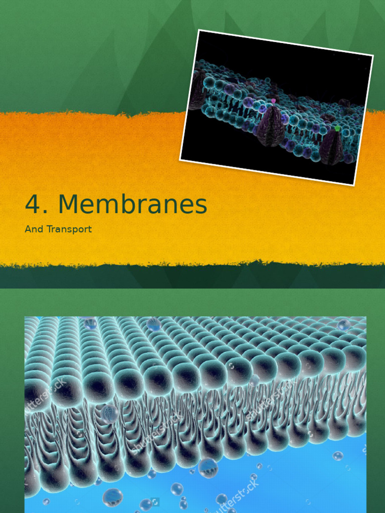 Cell Membrane Structure and Transport | PDF | Cell Membrane | Cell ...