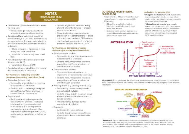 Renal Blood Flow | PDF