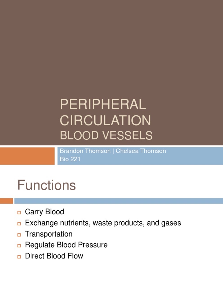 Peripheral Circulation | PDF | Circulatory System | Artery