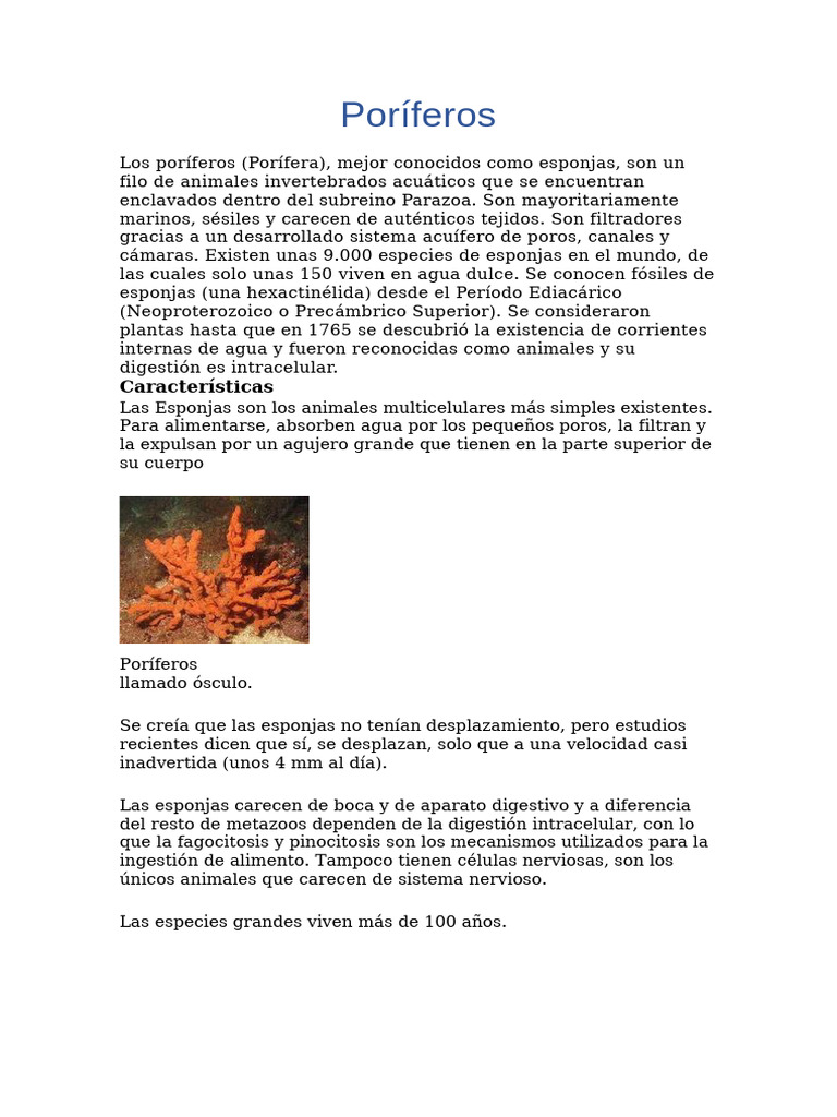 Características y Reproducción de Esponjas | PDF | Esponja | Zoología