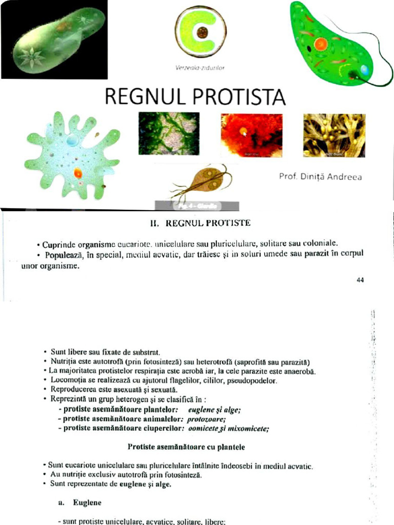 Regnul Protista | PDF