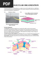 Biology Membranes A-Level OCR Notes | PDF | Cell Membrane | Biotechnology