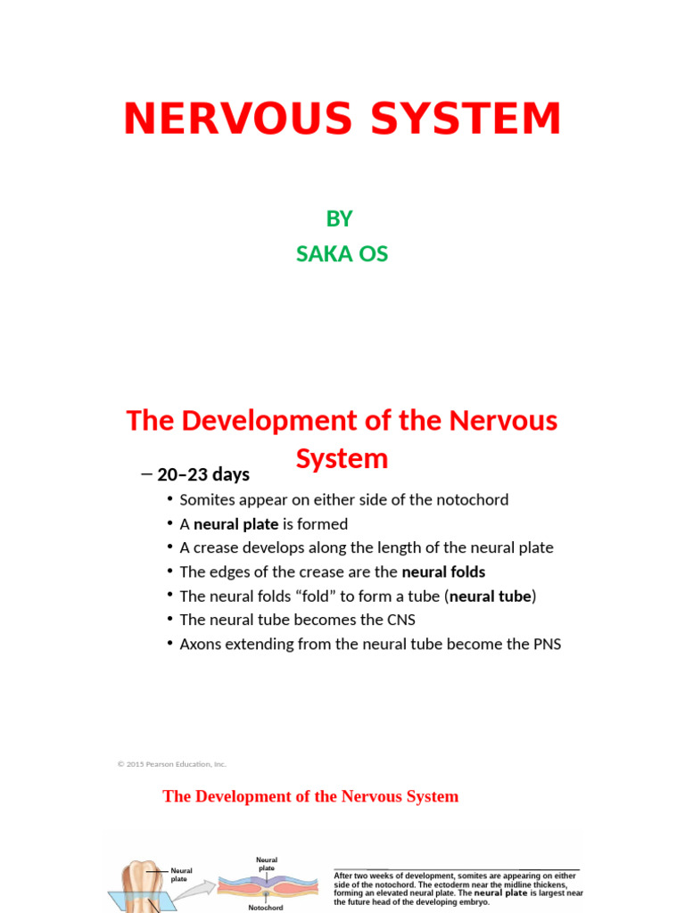 Development of the Nervous System | PDF | Nervous System | Central ...