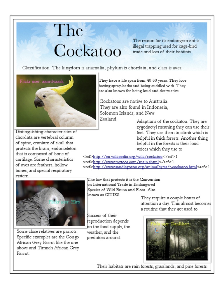 7 Cockatoo Magill | PDF | Parrot | Birds