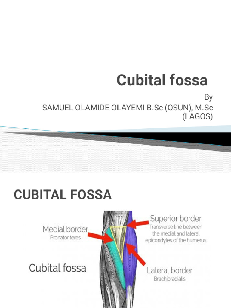 Cubital Fossa PPT - Phoenix | PDF