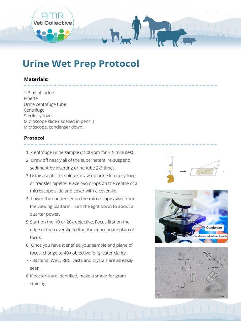 Urine Wet Prep Protocol Guide | PDF