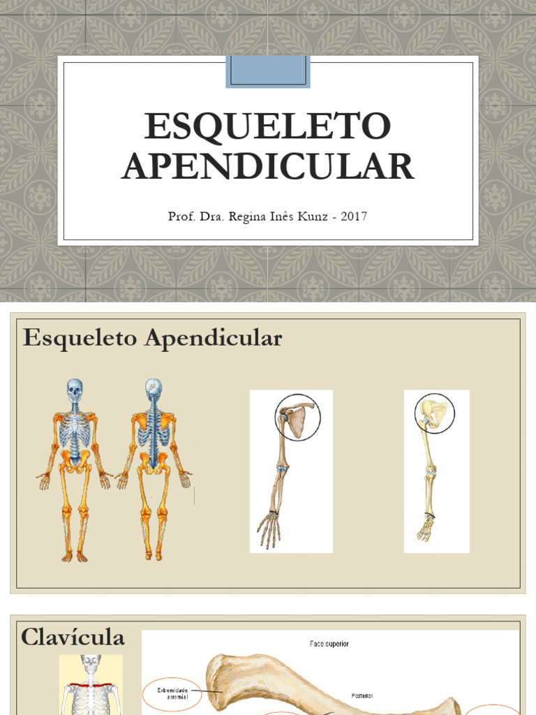 Esqueleto Apendicular | PDF