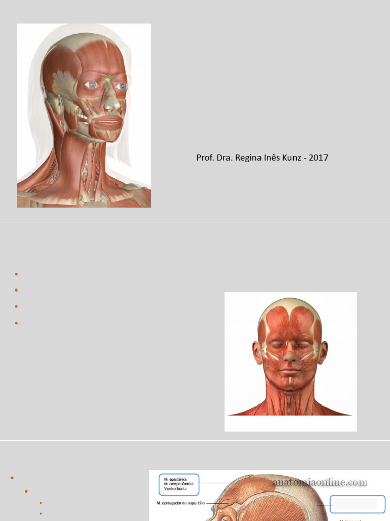 Músculos Do Crânio, Face e Pescoço | PDF | Rosto | Anatomia humana