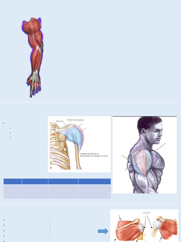Anatomia dos Músculos do Membro Superior | PDF | Tecido macio | Sistema ...