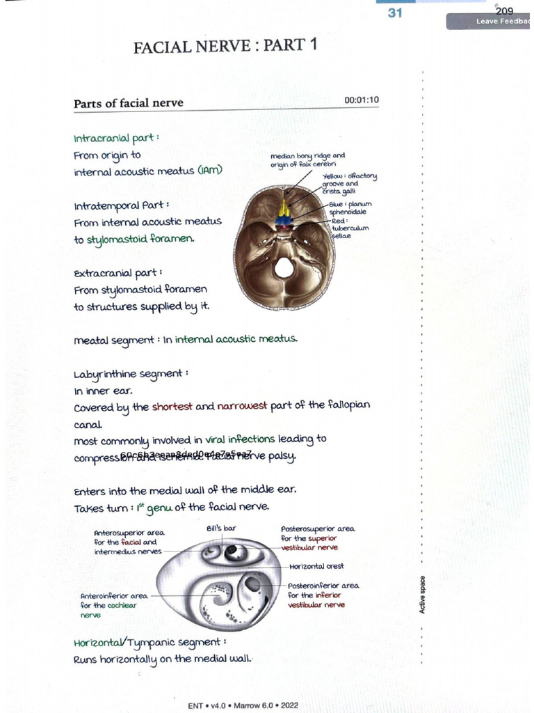 Facial Nerve | PDF