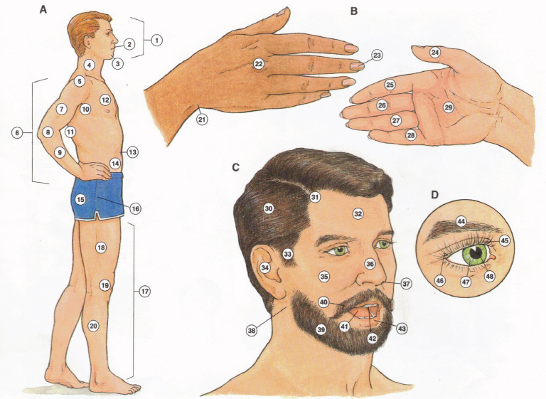 Human Body | PDF