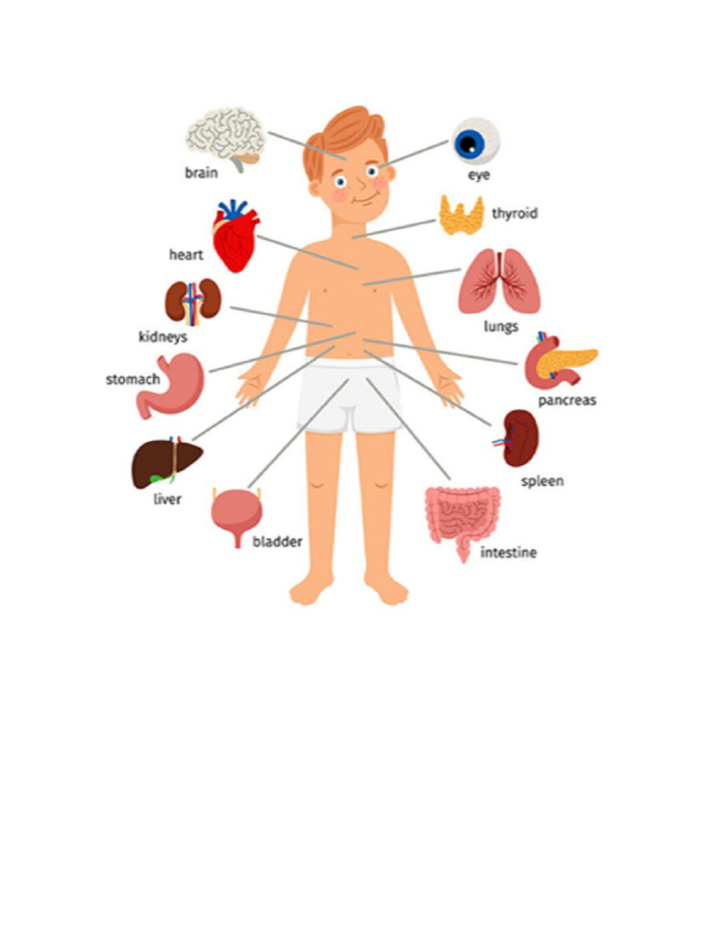 Material Parts of The Body | PDF