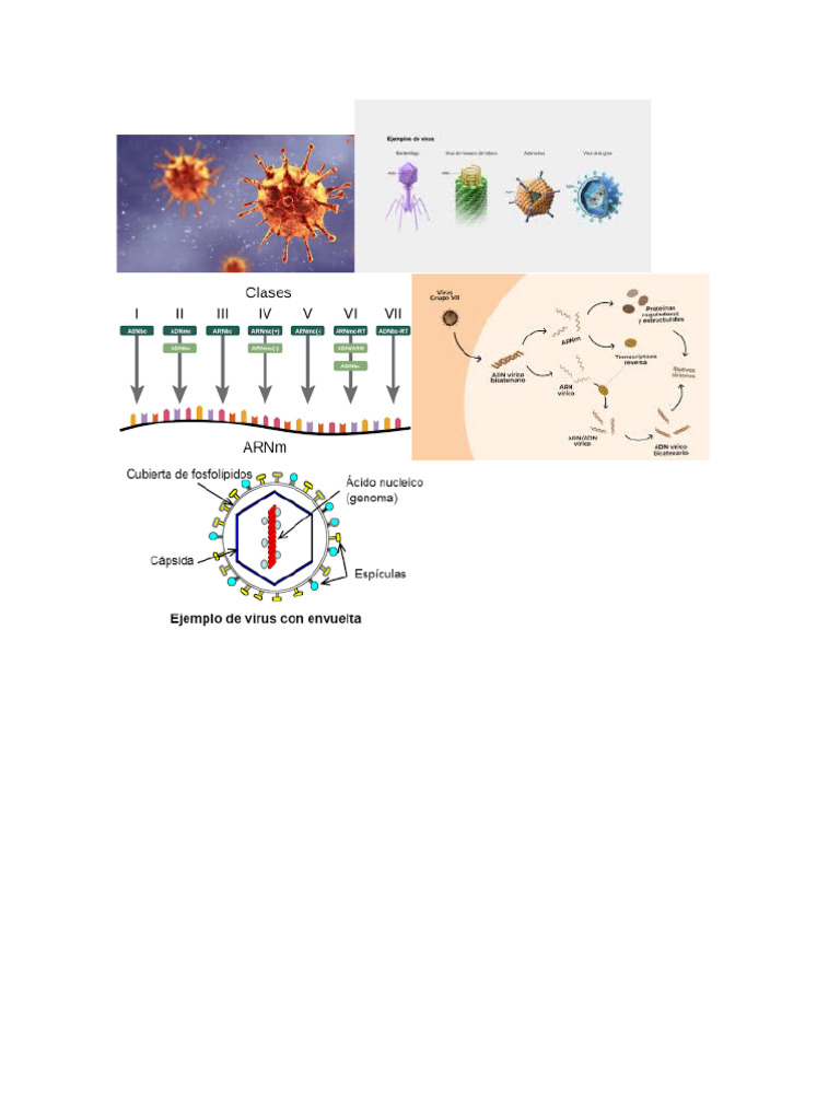 Virus | PDF