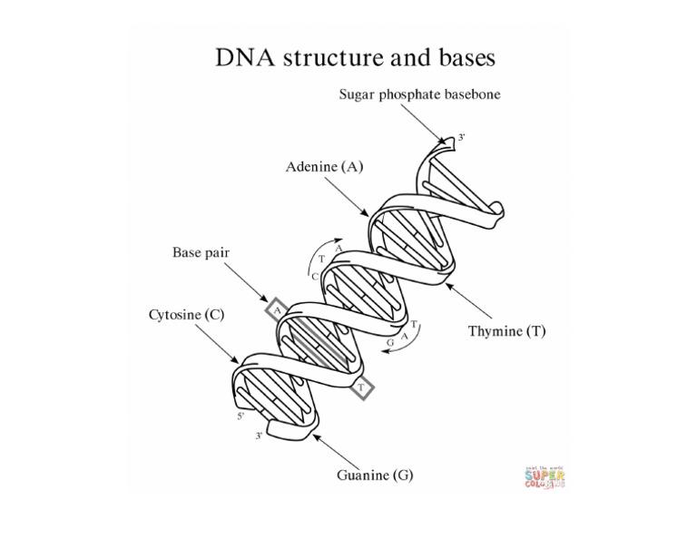 Dibujo de Estructura y Base Del ADN para Colorear - Dibujos para ...