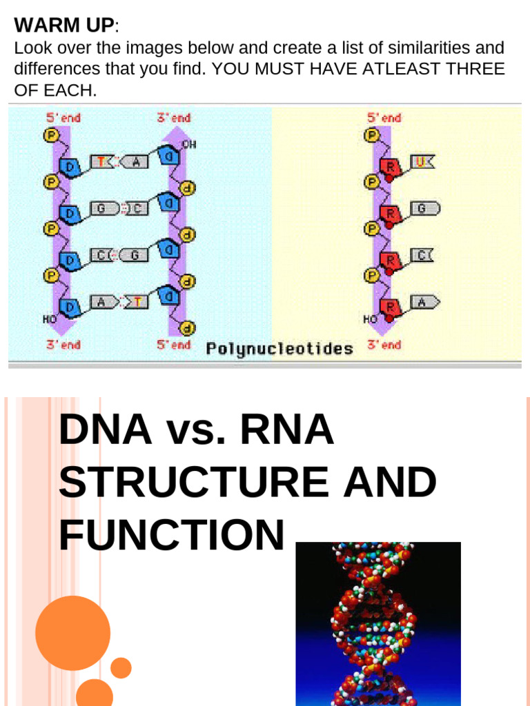 DNA and RNA Structure DNA Replicationt | PDF | Dna Replication | Dna