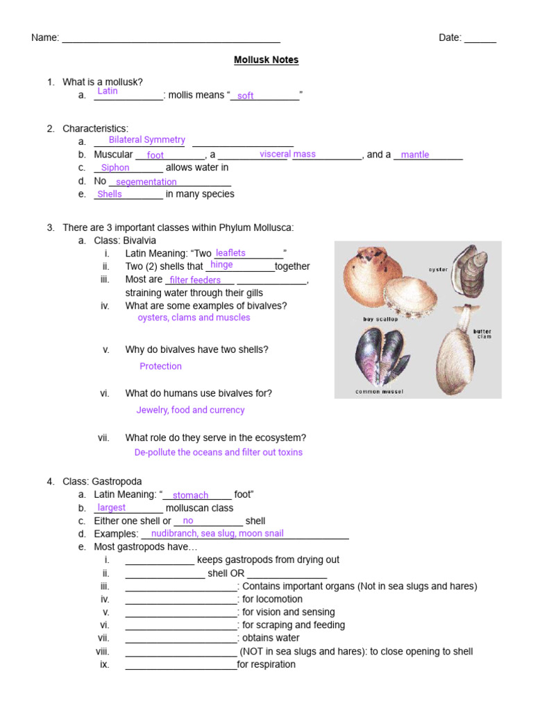 Arielle Ziff - Mollusk Notes | PDF | Mollusca | Bivalvia