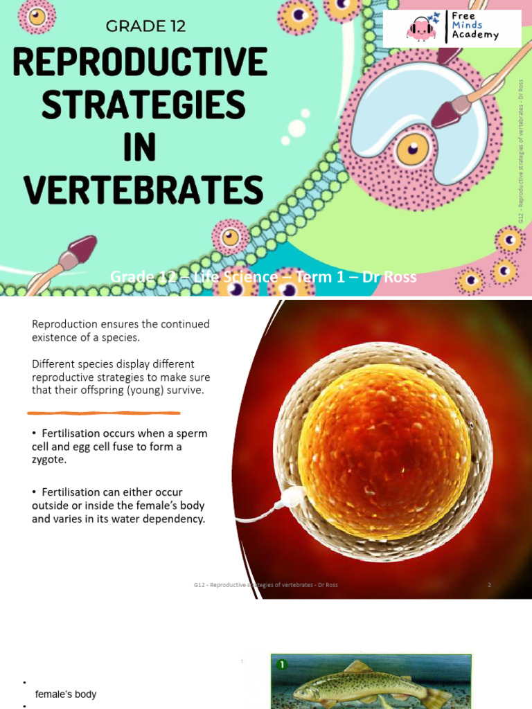 7 - Reproductive Strategies in Vertebrates - G12 - Term 1 | PDF | Egg ...