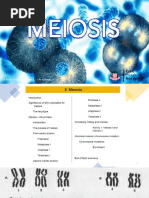 Grade 12 Meiosis Theory Notes | PDF | Meiosis | Mitosis