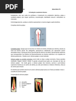 Anatomia do Dente 27: Molar Superior | PDF | Raiz | Dente