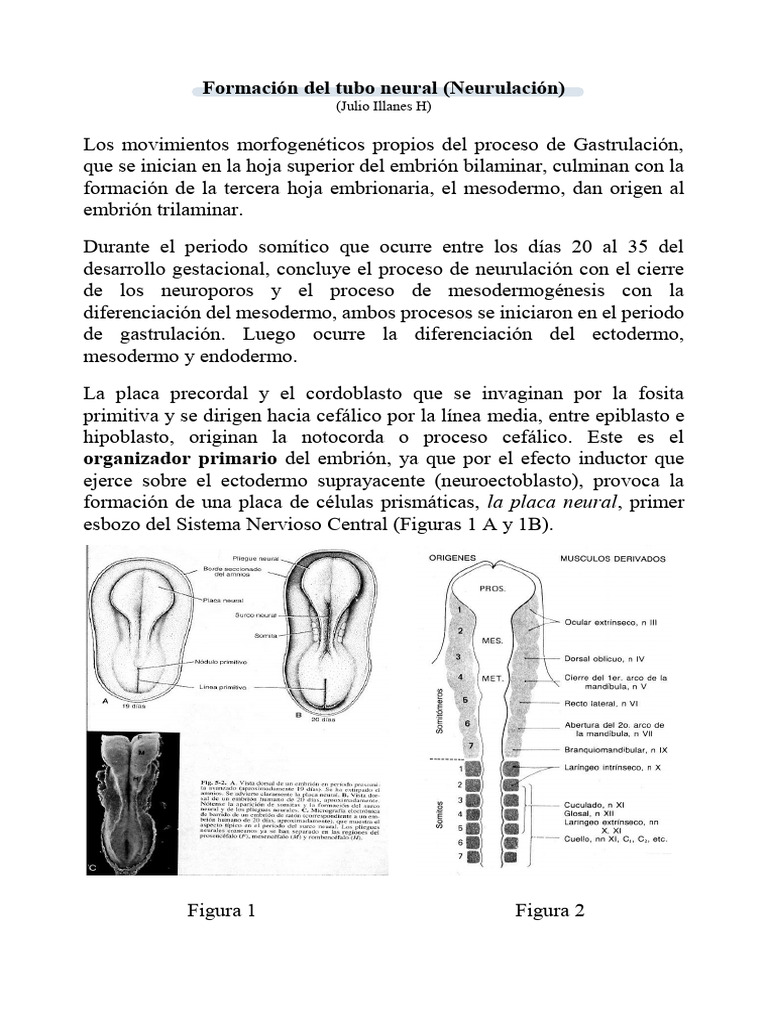 Placodas Epibranquiales en Neurulación | PDF | Sistema nervioso ...