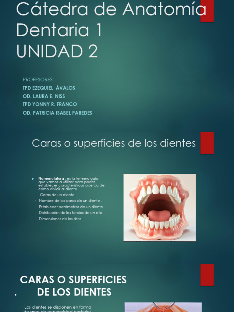 UNIDAD 2 Anat 1 Re Modificado Ultimo | PDF | Boca | Anatomia dental