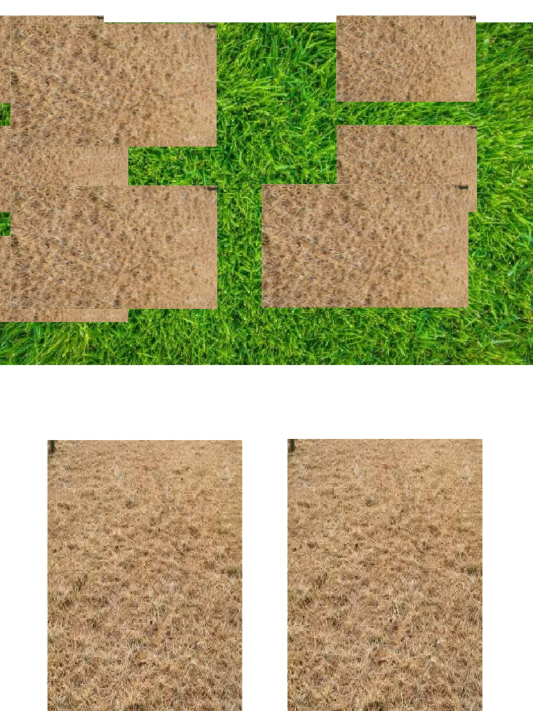 Estimulos - Tarea Localizacion de Animales - Wppsi IV | PDF