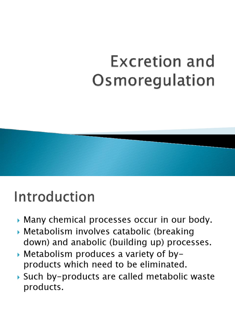 Excretion and Osmoregulation | PDF | Kidney | Urinary System