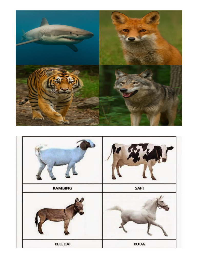 ASAS | PDF