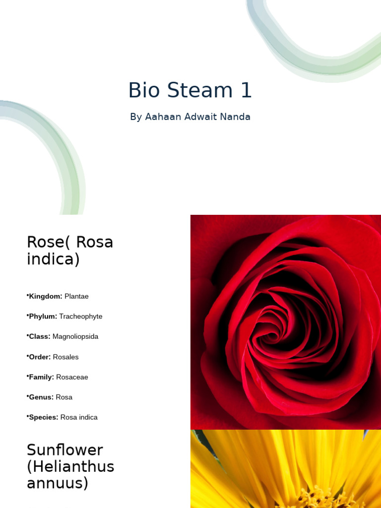 Bio Steam 1 | PDF