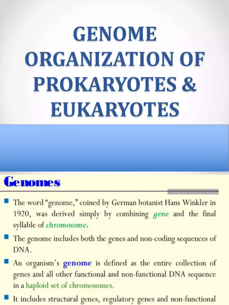 Biology 205 Genome Organization | PDF