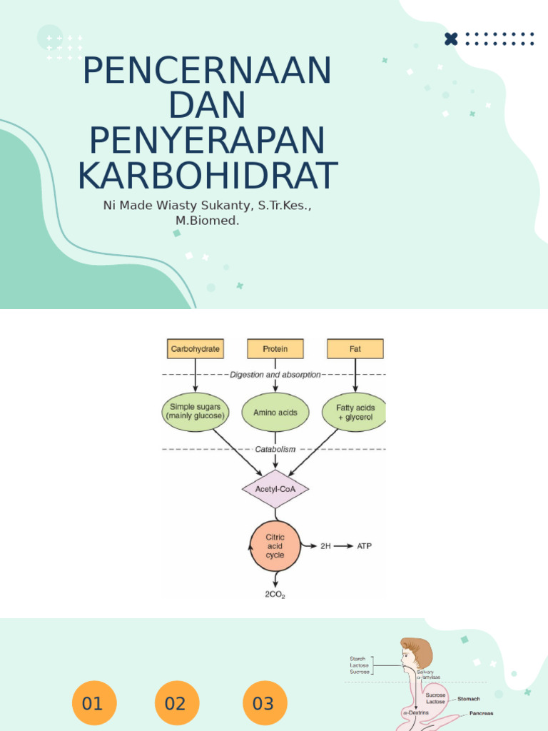 Proses Pencernaan dan Penyerapan Karbohidrat | PDF