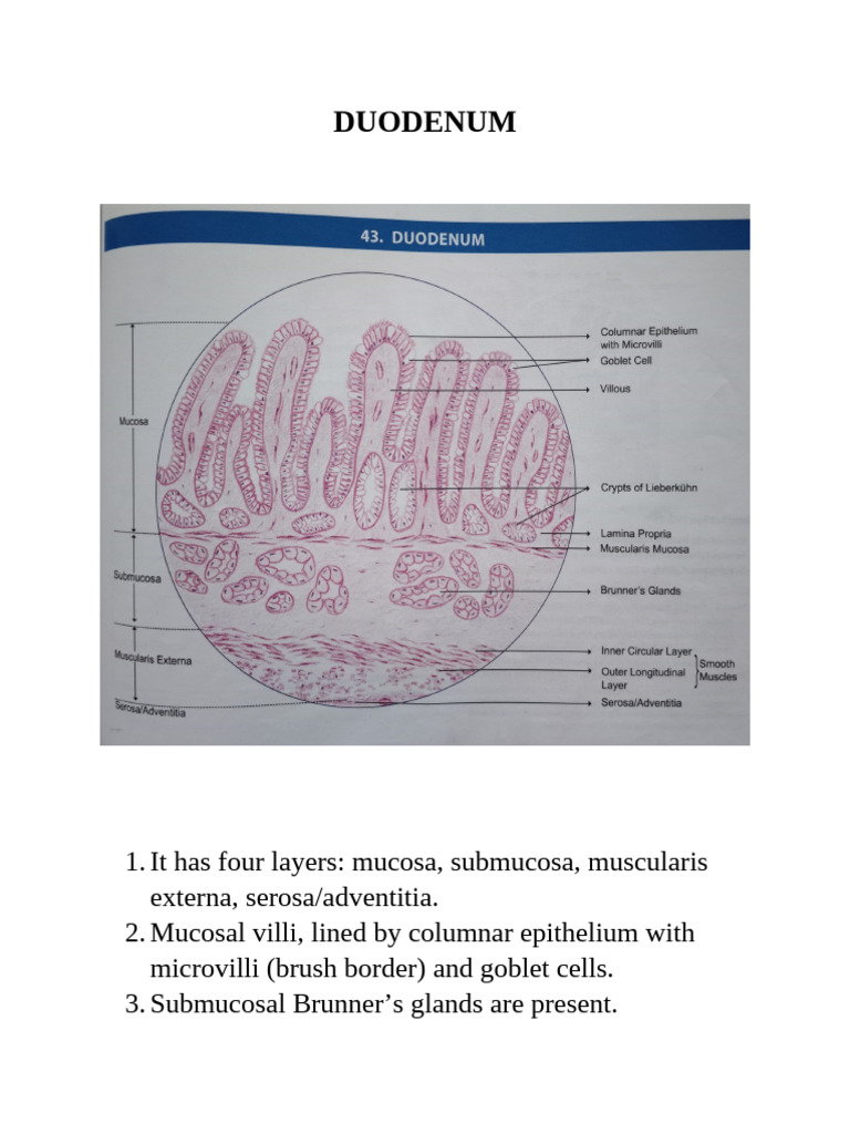 Duodenum, Jejunum, Ileum | PDF
