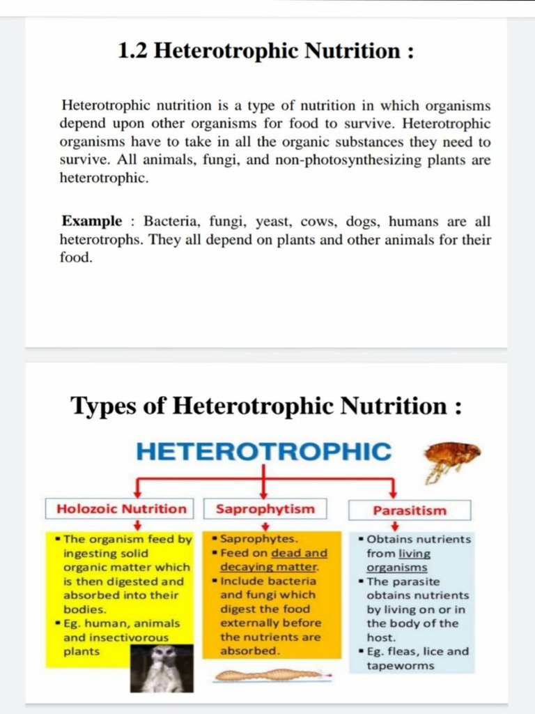 Types of Heterotrophic Nutrition 26-Apr-2025 17-41-08 | PDF