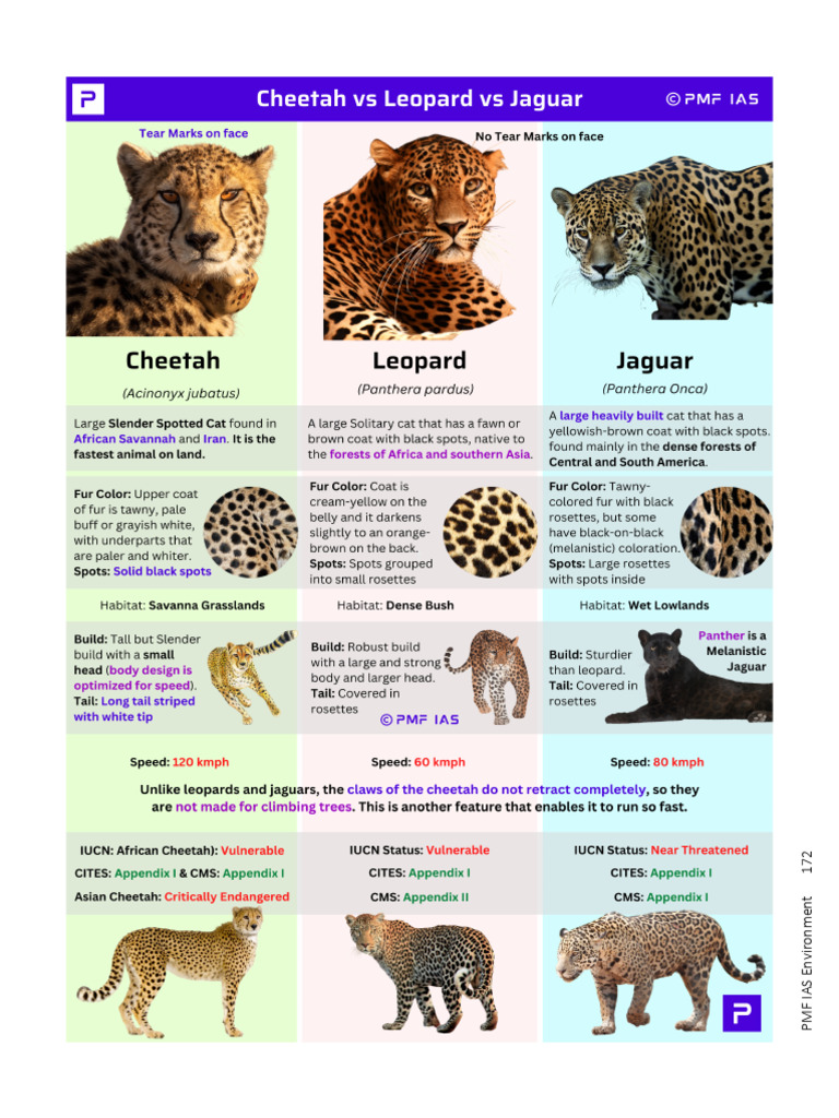 Cheetah | PDF