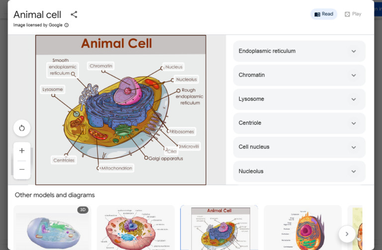 Animal Cell Model - Google Search | PDF | Cell Anatomy | Biology
